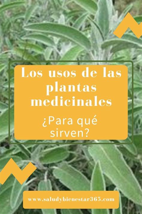 Los Usos De Las Plantas Medicinales ¿para Qué Sirven Herbs Plants