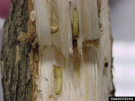 Emerald Ash Borer Agrilus Planipennis Larva { 물푸레나무호리비단벌레 유충