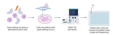 Stem Cell Sorting Made Gentle For Cell Therapies Nanocellect