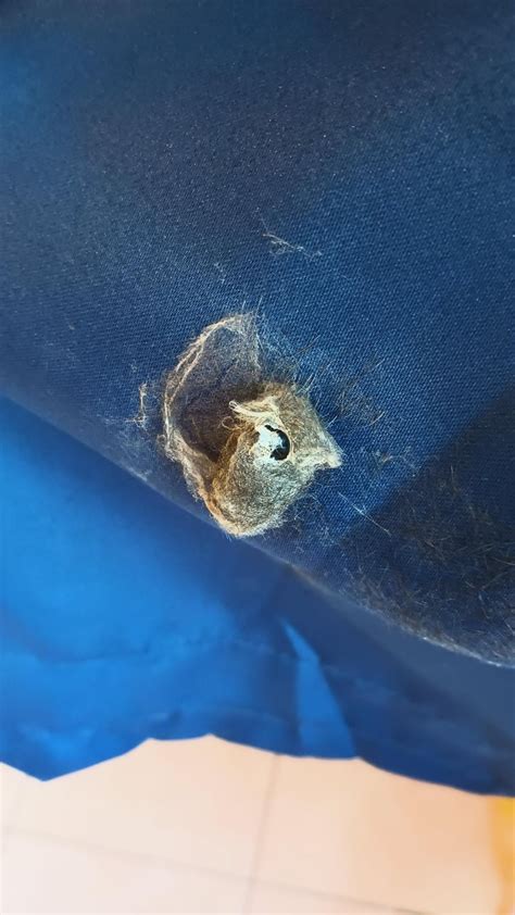 Found A Weird Nest R Whatisthisbug