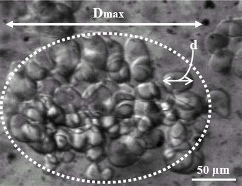 Typical Microstructure Of Scn Primary Particles Solidified In A Shear Download Scientific