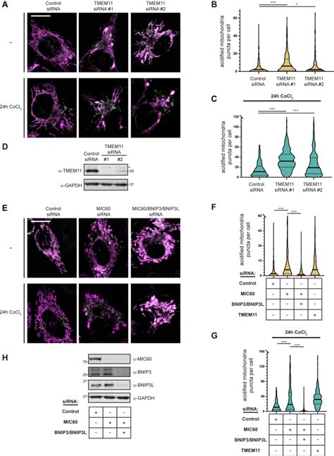 Micos Disruption Leads To Bnip3bnip3l Mediated Mitophagy A Merged