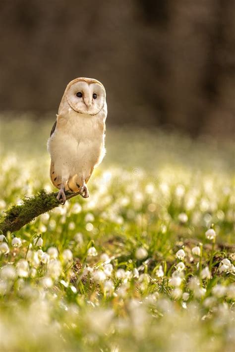 The Barn Owl Tyto Alba In The Spring Snowflake Leucojum Vernum