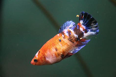 Female Galaxy Koi Betta Aquariums