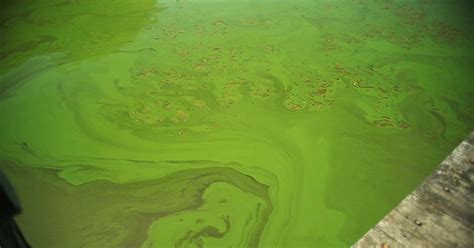 Scitech Now What Causes Killer Algae Pbs