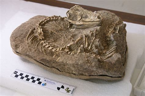 Amazingly Preserved 700000 Year Old Lizard Fossil Discovered Newsweek