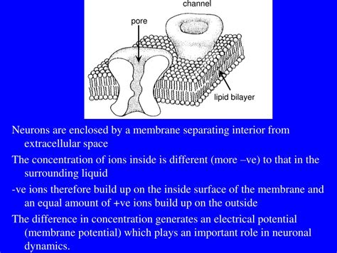 Ppt Single Neuron Modelling Powerpoint Presentation Free Download