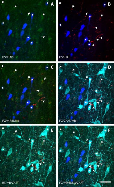 Confocal Images Illustrating The Colocalization Of Rln3 With