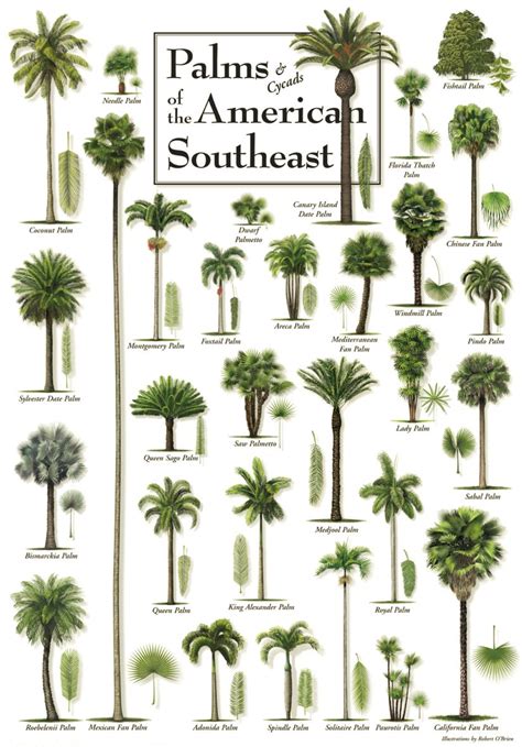 Florida Identification Types Of Palm Trees Chart Palm Tree V