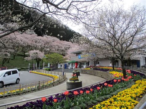 第25回津久井湖さくらまつり（花の苑地） 津久井湖 イベント 津久井湖 神奈川やまなみ五湖navi