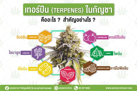 เทอร์ปีน Growstuff ไฟปลูกต้นไม้ ปุ๋ย และอุปกรณ์การเกษตร