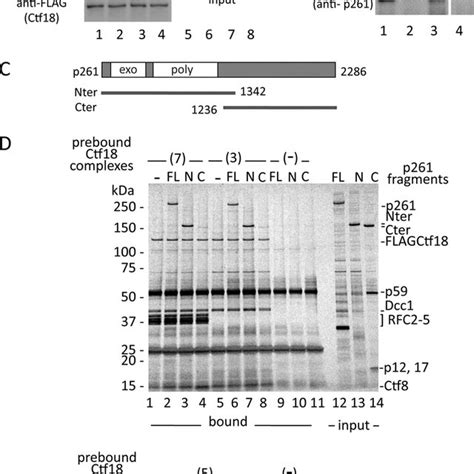 Effect Of Ctf18 Rfc And Ctf18 Rfc5 On The Dna Synthesis Activity Of