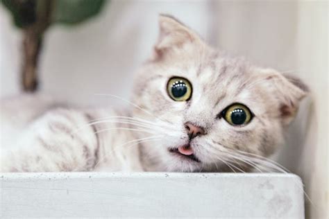 Cognitive Dysfunction Syndrome In Cats