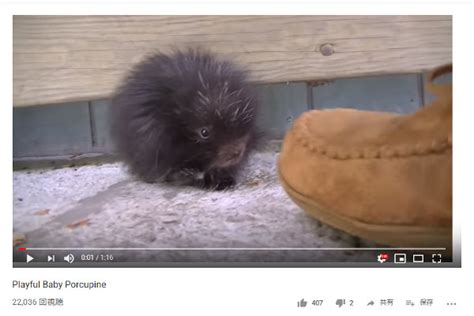 【必見オモシロ動画】クリクリな瞳に胸キュン確実 遊びたくて仕方ないヤマアラシの赤ちゃん Getnavi Web ゲットナビ