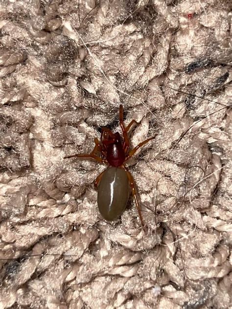 This Spider Bit My Nephew Who Is Now Puking And Feels Ill Any Ideas