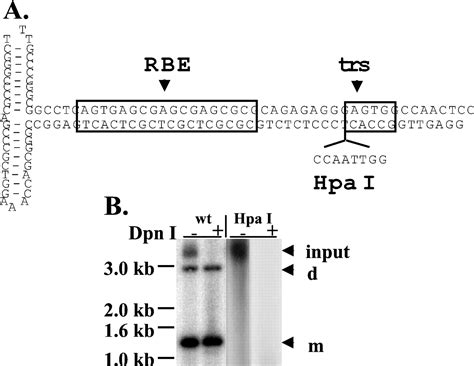 Adeno Associated Virus Aav Site Specific Recombination Does Not