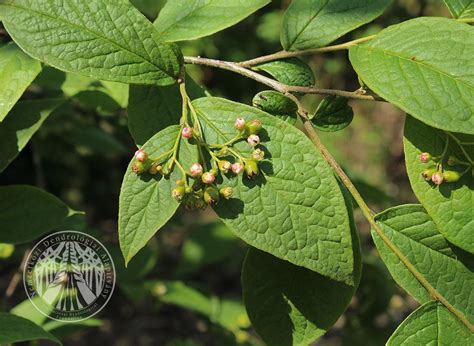 Cotoneaster Moupinensis Lomb Virágok Belga Nemzeti Bk Meise