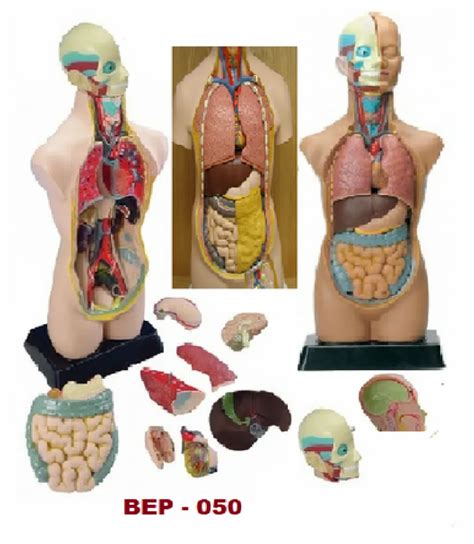 Human Torso At Best Price In Pune By Bep Edu World Id 2311764012