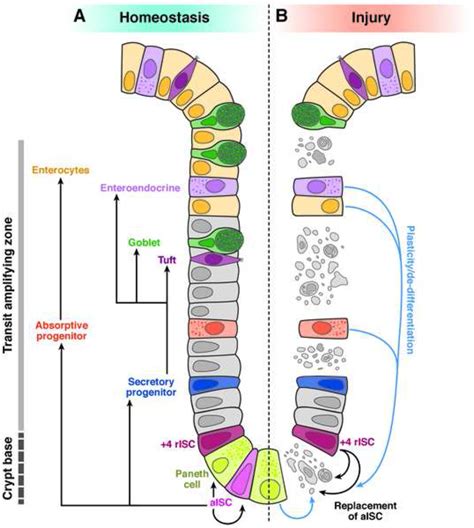 Reserve Stem Cells In Intestinal Homeostasis And Injury Abstract