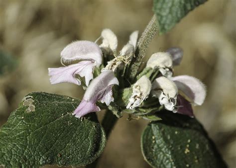 Phlomis bovei subsp maroccana Biodiversité végétale du sud ouest