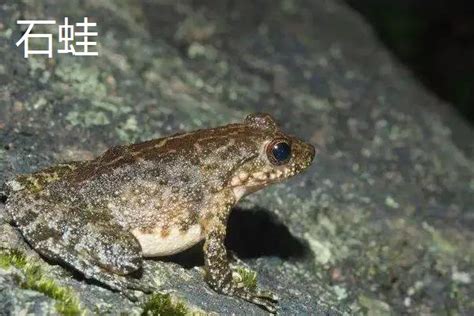 石蛙和田鸡有什么区别 运富春