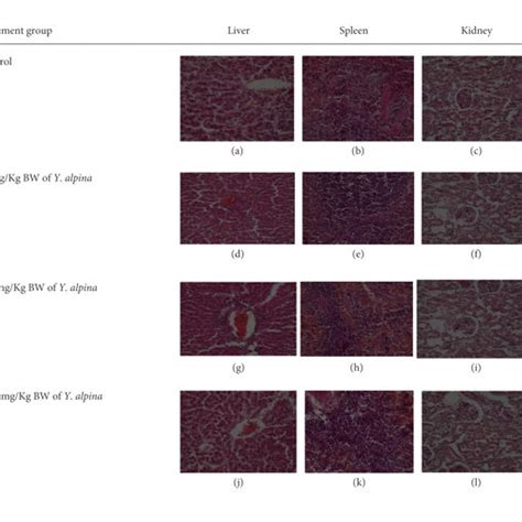 A L Photomicrographs Showing Histological Traits Of Organs Derived