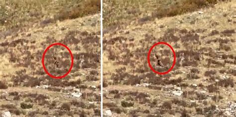 Pareja captó en un video a la supuesta criatura pie grande a plena
