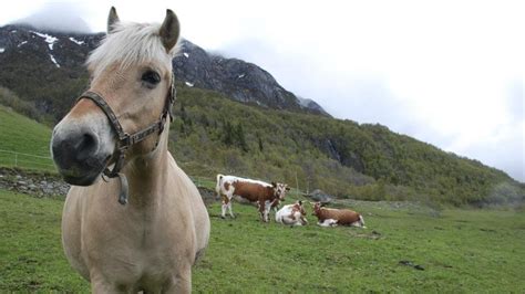 Bygdeturisme Hest Langt Flere Hester Enn Antatt I Norge