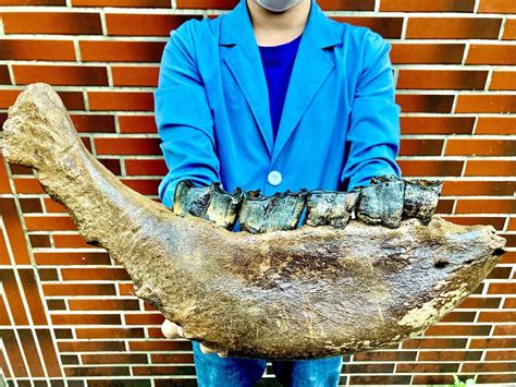 Ice Age Fossil Late Pleistocene Siberian Woolly Rhinoceros Lower Jaw