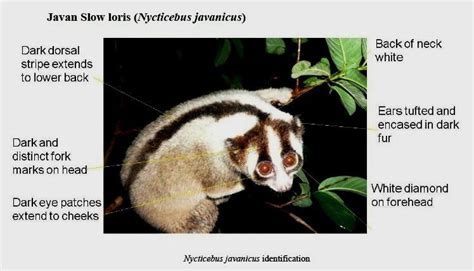 Javan Slow Loris Alchetron The Free Social Encyclopedia
