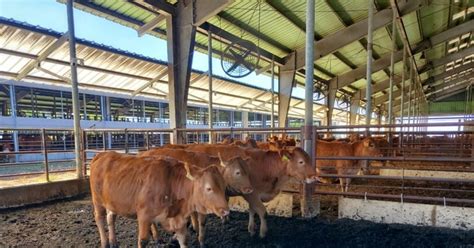 “한우 사육마릿수 6월 역대 최고치 경신” 전망 나왔다