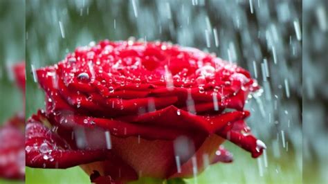 Imd Alert Latest Weather Update বজ্রবিদ্যুৎ সহ ভারী বৃষ্টি ঝোড়ো