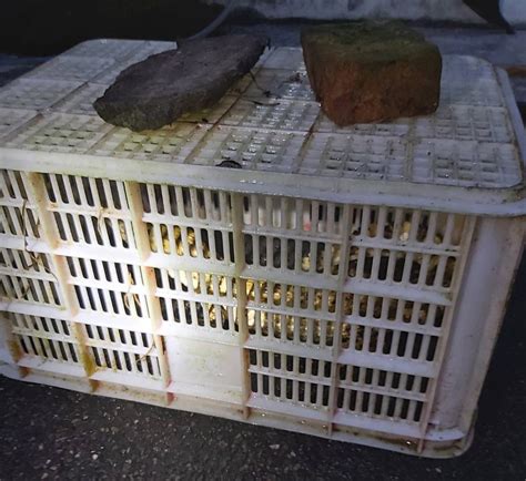 鱷鄰就在你身邊 飼主疏縱鱷魚新北動保處開罰