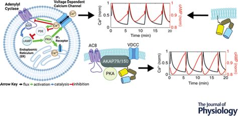 Fluorescent Biosensor Imaging Meets Deterministic Mathematical Modelling Quantitative