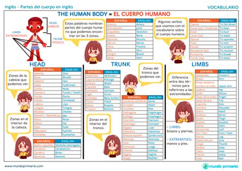 Dibujo Cuerpo Humano Y Sus Partes En Ingles Infoupdate Org