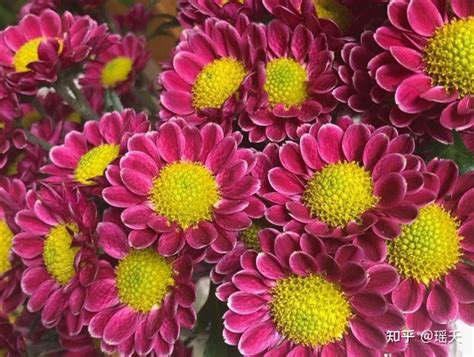 7种象征吉祥好运的花 知乎