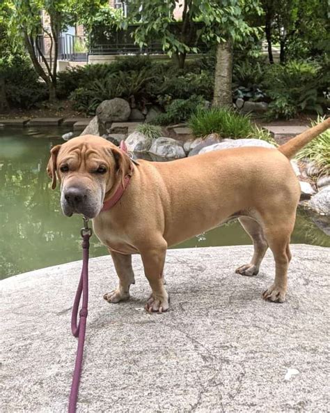 Basset Hound Mixes 50 Different Crossbreeds With Pictures