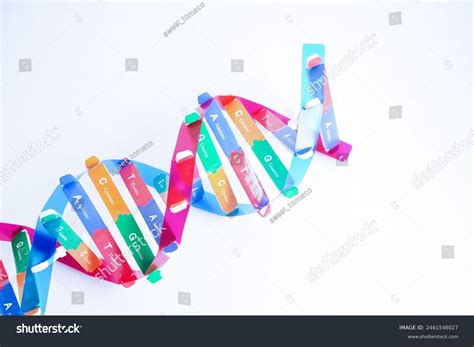 Dna Molecule Spiral Structure Model Isolated Stock Photo 2461546027 Shutterstock