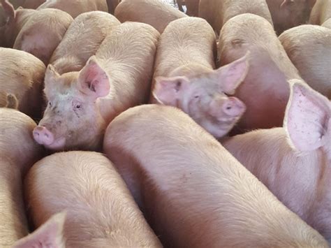 Mangime Per Maiali Da Ingrasso Alimenti Per Suini Farina Di Sorgo Crusca