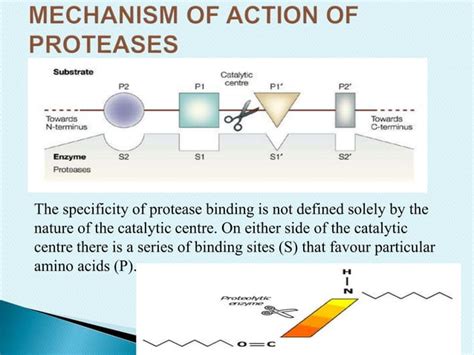 Protease Enzyme Application In Food Processing Ppt