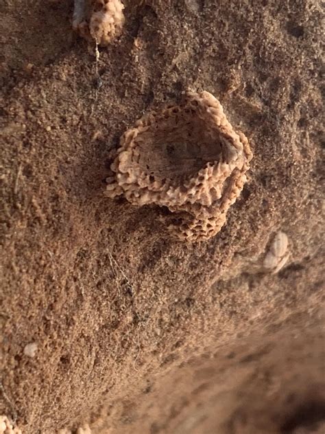 Are These Fossils Found In Payson Az R Fossilid