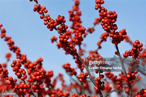 Winterberry Tree Photos And Premium High Res Pictures Getty Images