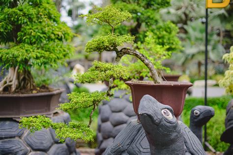 สวนบอนไซ