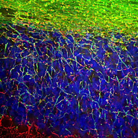 Anti Myelin Basic Protein Antibody Arg52344 Arigo Biolaboratories