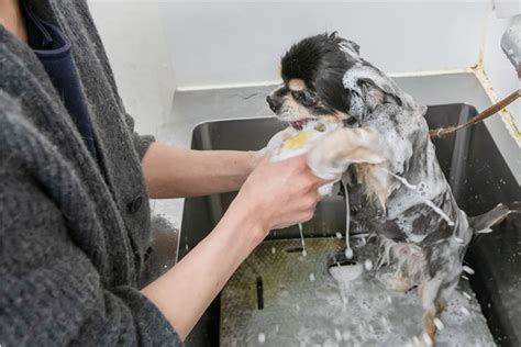 トリミング 聖蹟ファミリー動物病院 東京都多摩市