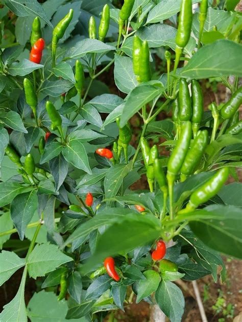 Growing Chili Pepper Artofit