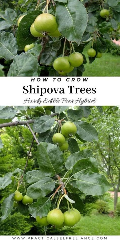 How To Grow Shipova Sorbopyrus Sp Gardening For Beginners Easy