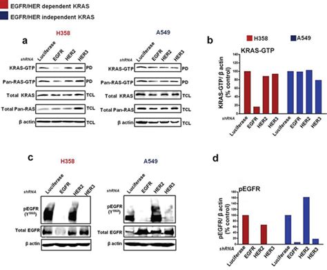 Oncotarget Combined Targeting Of Egfrher Promotes Anti Tumor