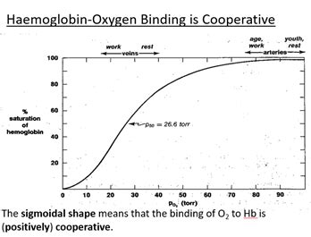 Physiology Of Oxygen Delivery Flashcards Quizlet
