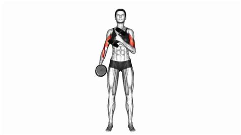 Dumbbell Cross Body Hammer Curl Video Guide Lyfta
